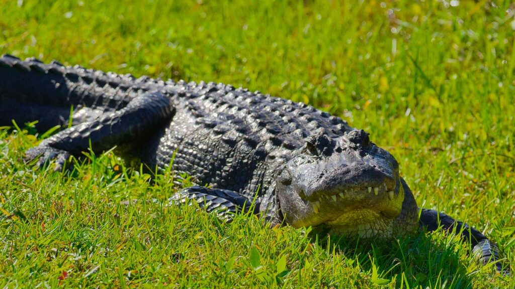 Safety Measures for Coexistence and Conflict Avoidance