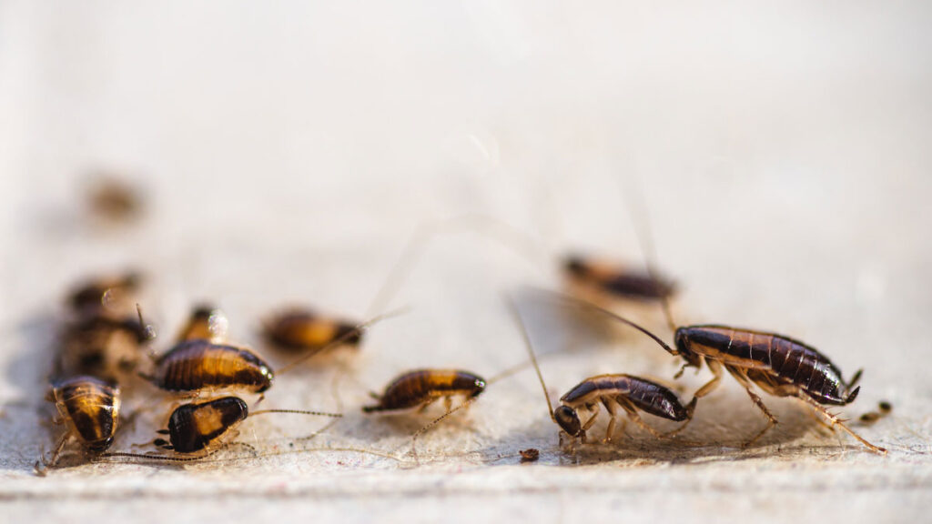 Understanding the Cockroach Crisis in Florida’s Climate