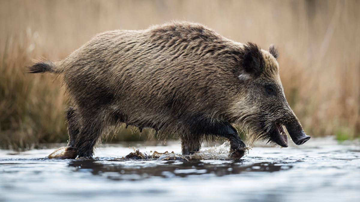 Floridas-Wild-Hog.jpg